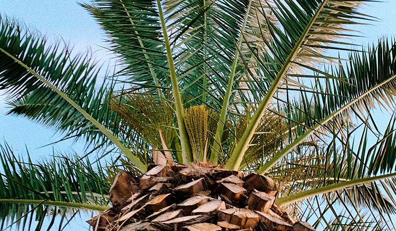 Palm Tree Removal - Hamilton & Waikato | Groundzone Tree Care