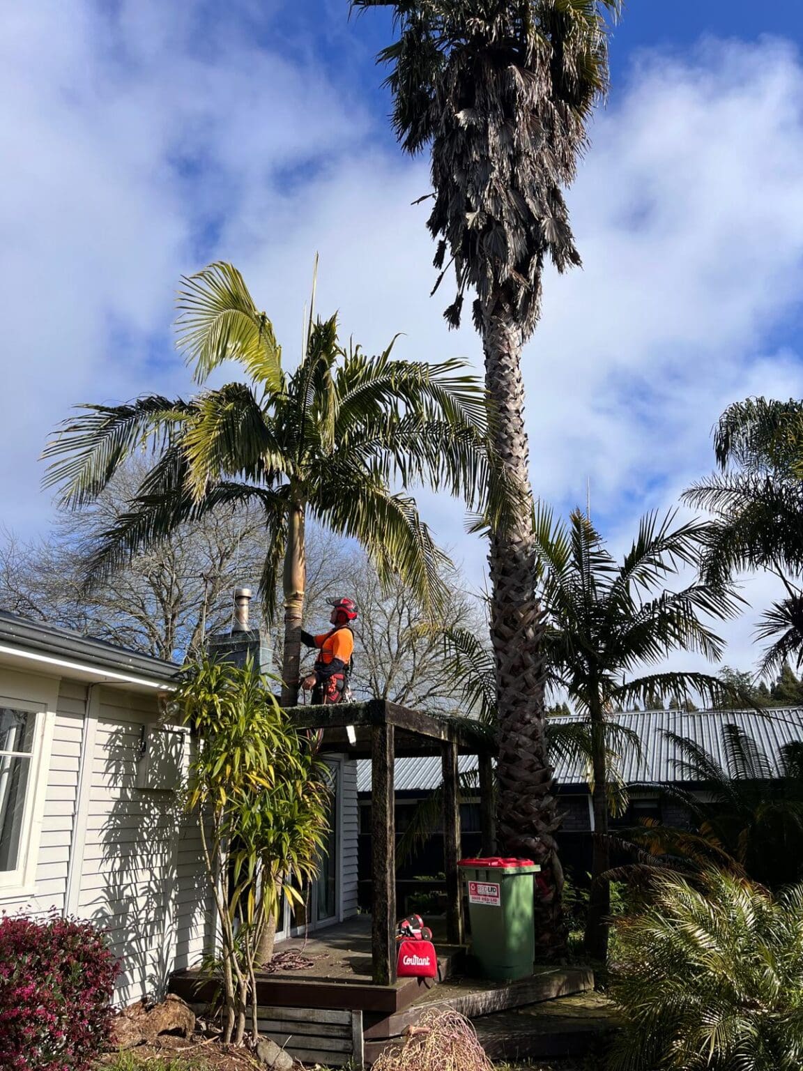 Tree Removal - Hamilton & Waikato | Groundzone